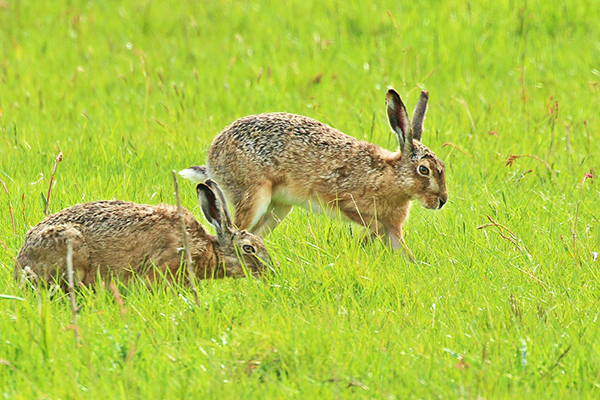 Der Wemkendorfer Wasserweg
